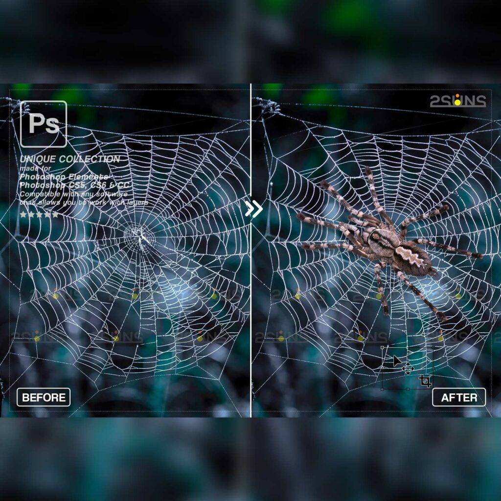 Photoshop overlay, spider overlay, spider clipart - MasterBundles