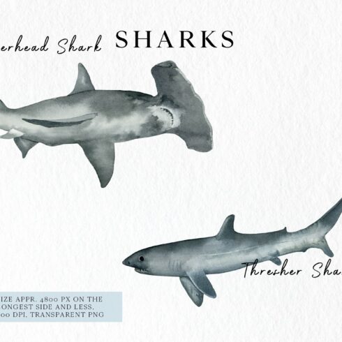 Underwater Bundle | Master Bundles