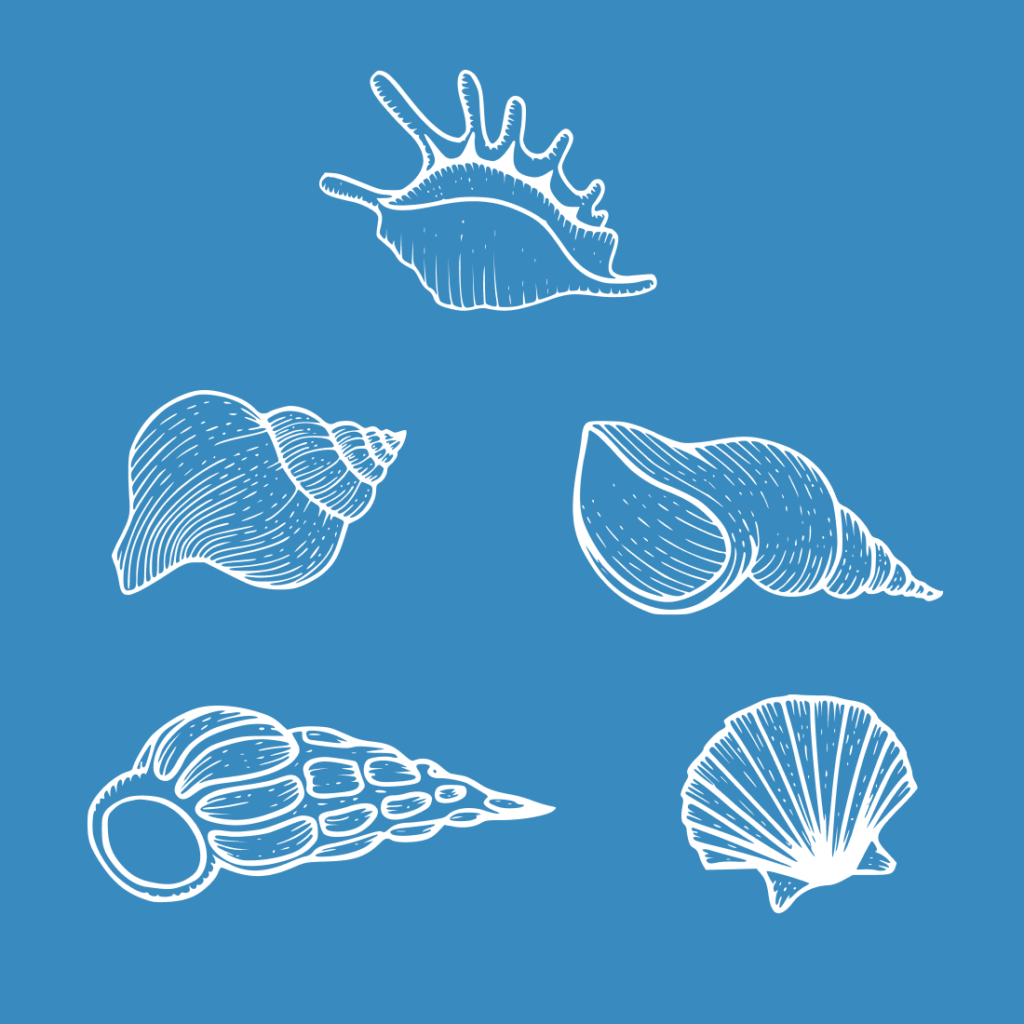 Seashell SVG Bundle – MasterBundles