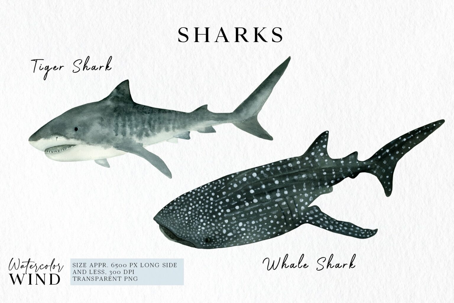 Watercolor Shark PNG Clipart – MasterBundles