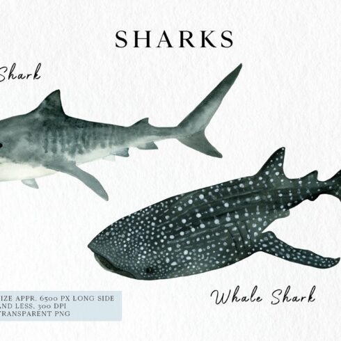 Watercolor Shark PNG Clipart | Master Bundles