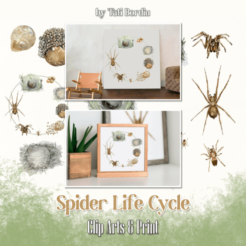 Spider Life Cycle Clip Arts & Print – MasterBundles