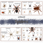 Spiders – MasterBundles