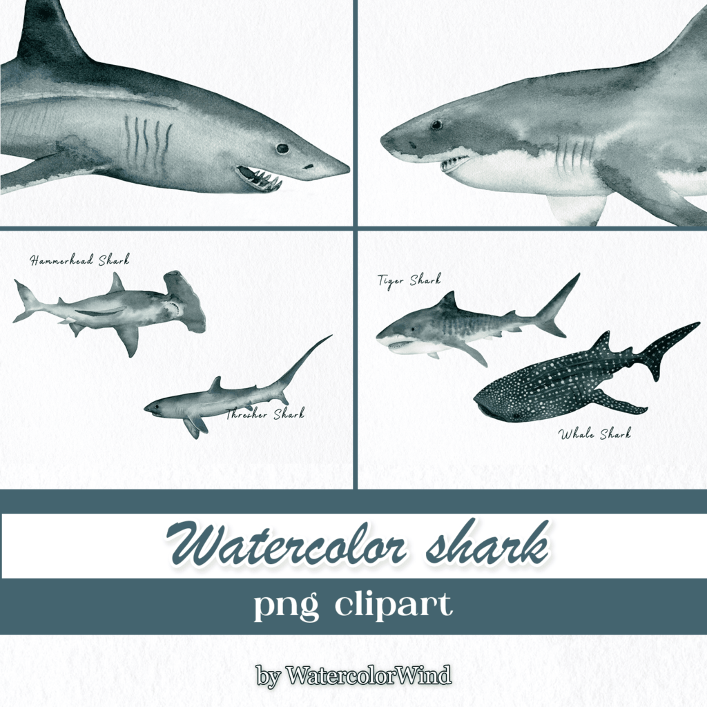 Watercolor Shark PNG Clipart – MasterBundles