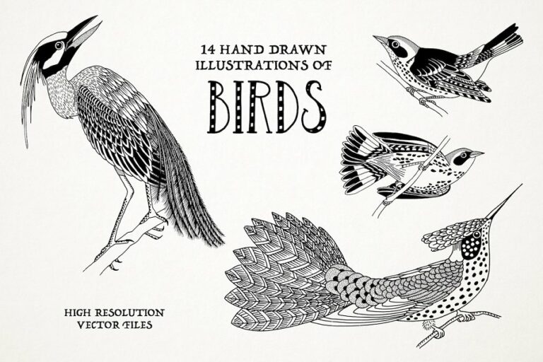 Hand Drawn Illustrations of Birds – MasterBundles