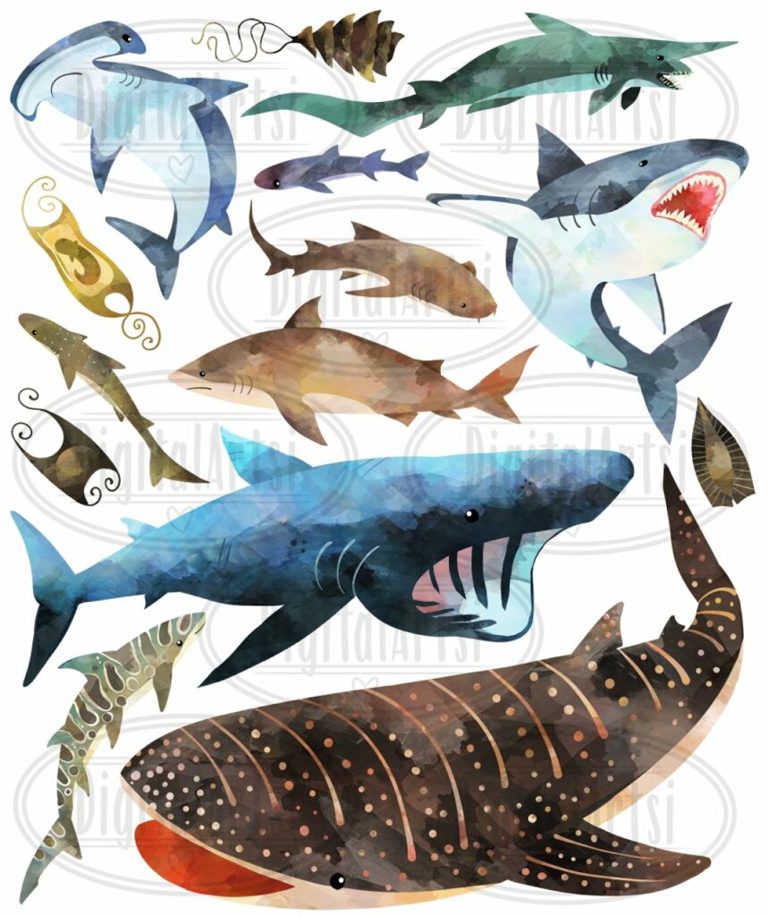 Watercolor Shark Species Clipart – MasterBundles