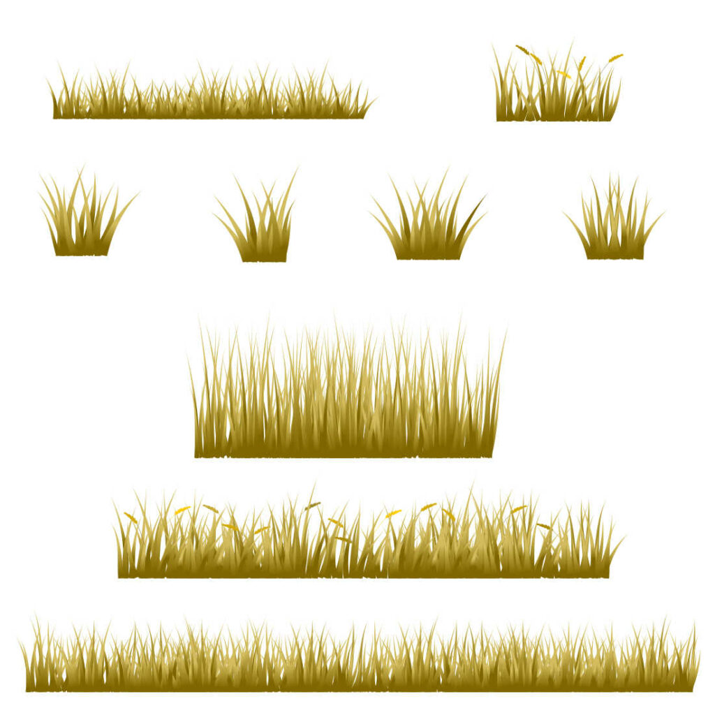 brown grass, reeds grass set for illustration - MasterBundles
