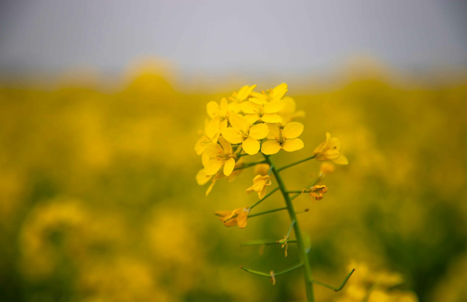 40 Beautiful Yellow Mustard Flowers Image - MasterBundles