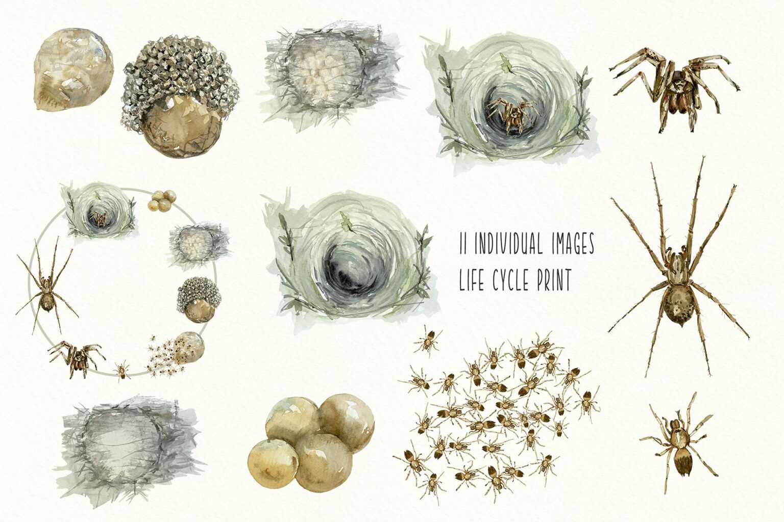 Spider Life Cycle Clip Arts & Print – MasterBundles