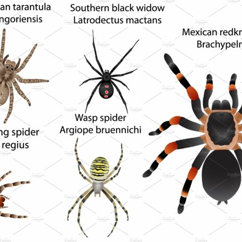 Spiders | MasterBundles