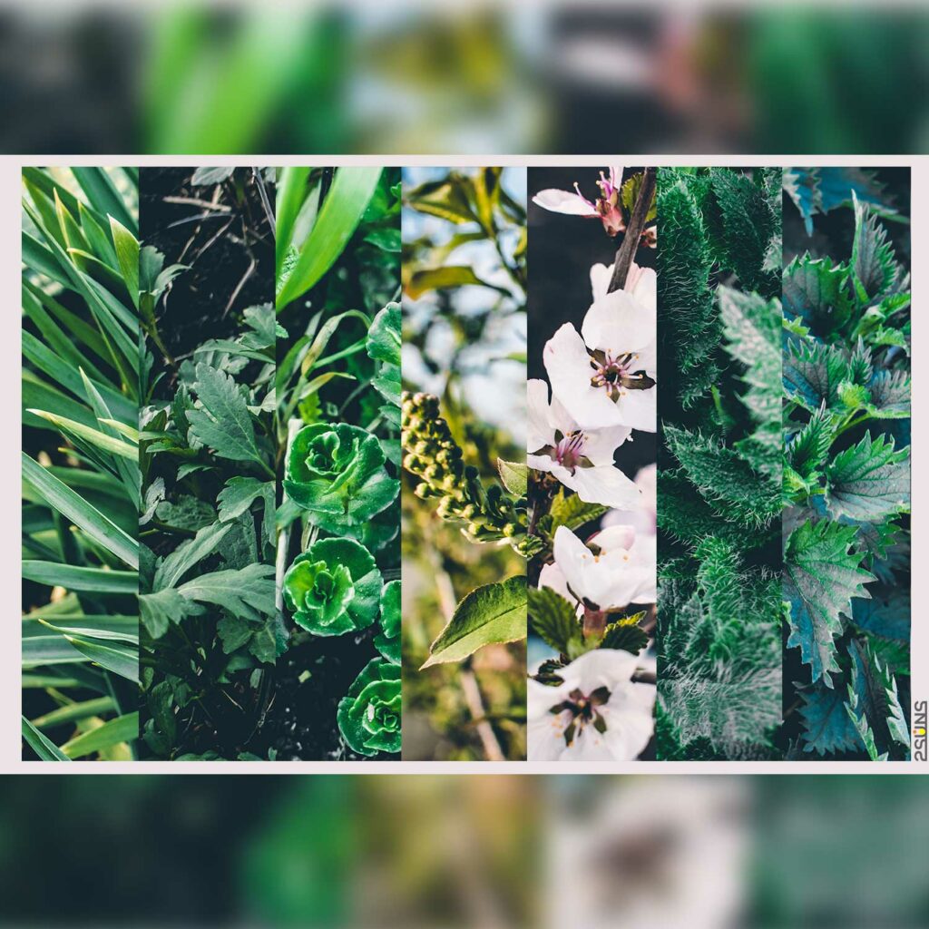 Floral backdrop, Fern overlay, Forest background, Flower overlay, Grass ...