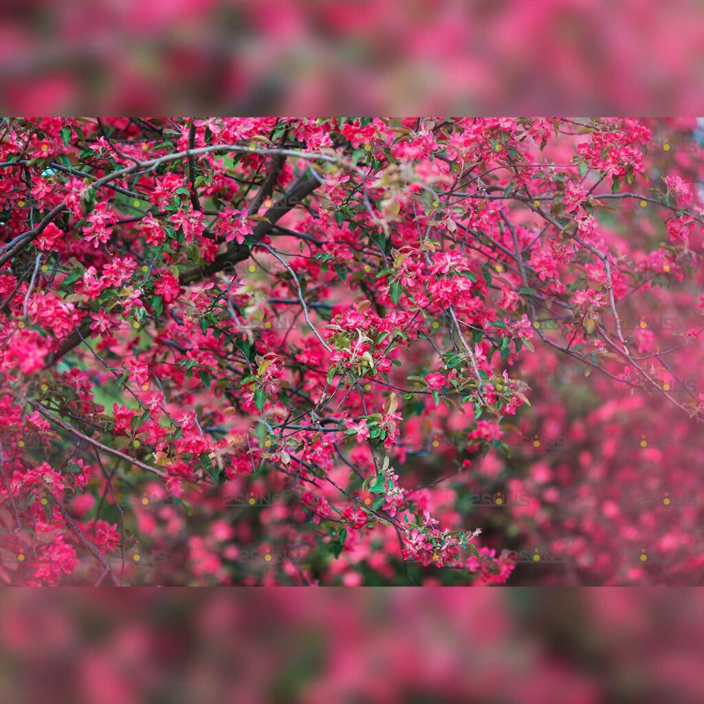Digital flower backdrop, Flower overlay, Floral backdrop, Spring photo ...