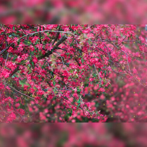 Digital flower backdrop, Flower overlay, Floral backdrop, Spring photo ...