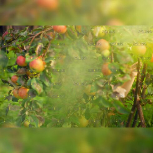 Digital flower backdrop, Flower overlay, Floral backdrop, Spring photo ...