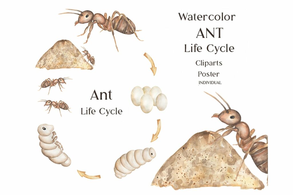 Watercolor Ant Life Cycle Clipart – MasterBundles