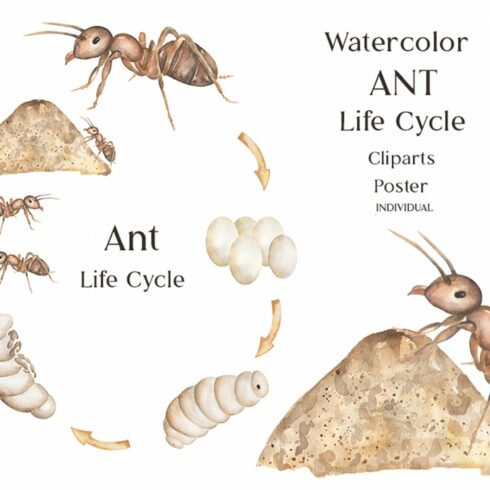 Watercolor Ant Life Cycle Clipart | MasterBundles