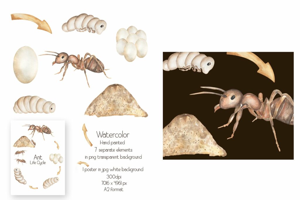 Watercolor Ant Life Cycle Clipart – MasterBundles