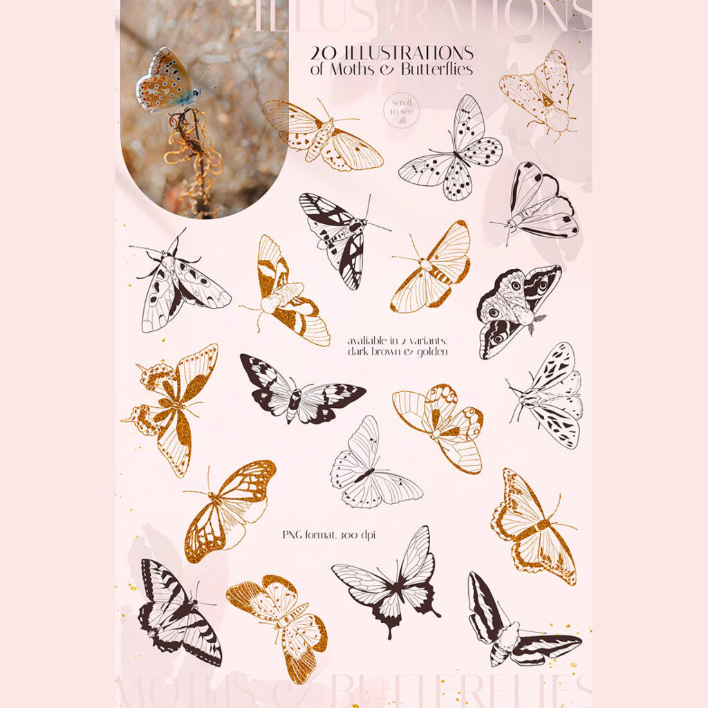 MOTHS & BUTTERFLIES illustration set - MasterBundles