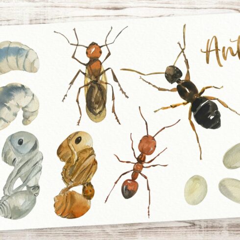 Ant Life Cycle Clip Arts and Print | Master Bundles