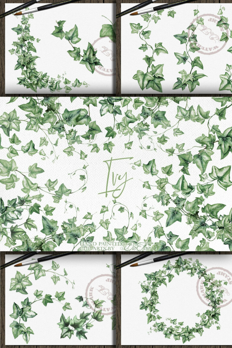 Ivy Watercolor Illustration – MasterBundles