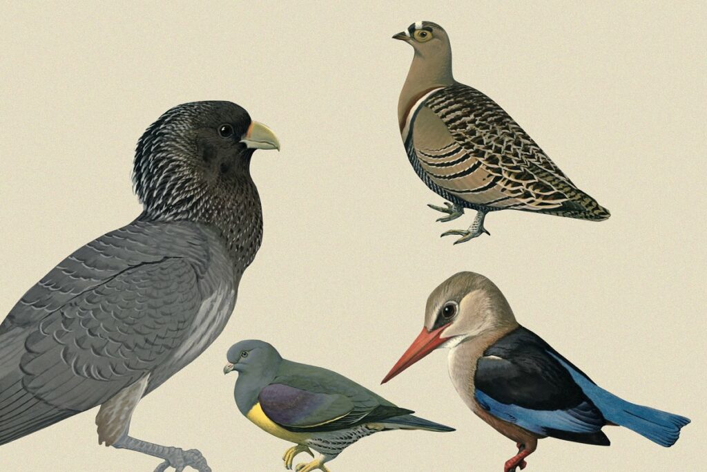 Album of Abyssinian Birds & Mammals – MasterBundles