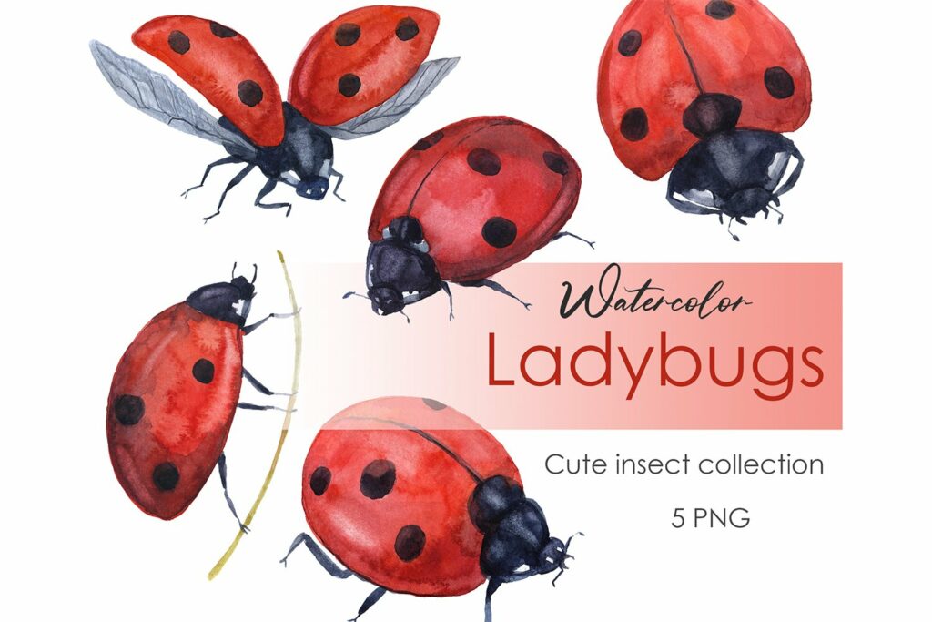 Watercolor Clipart. Insect Clipart. Ladybug Art – MasterBundles