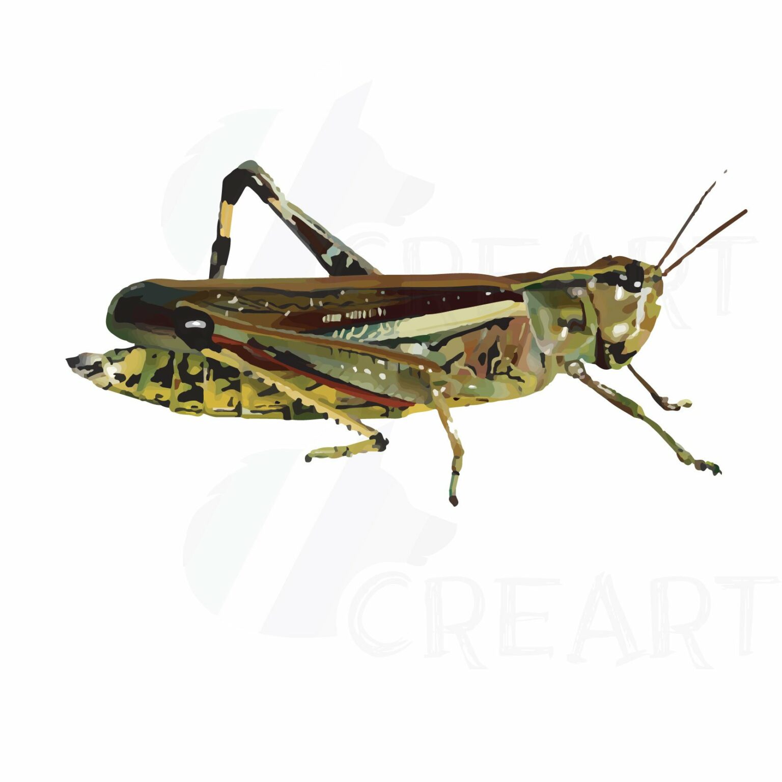 Watercolor Insects and Bugs Clipart Pack – MasterBundles