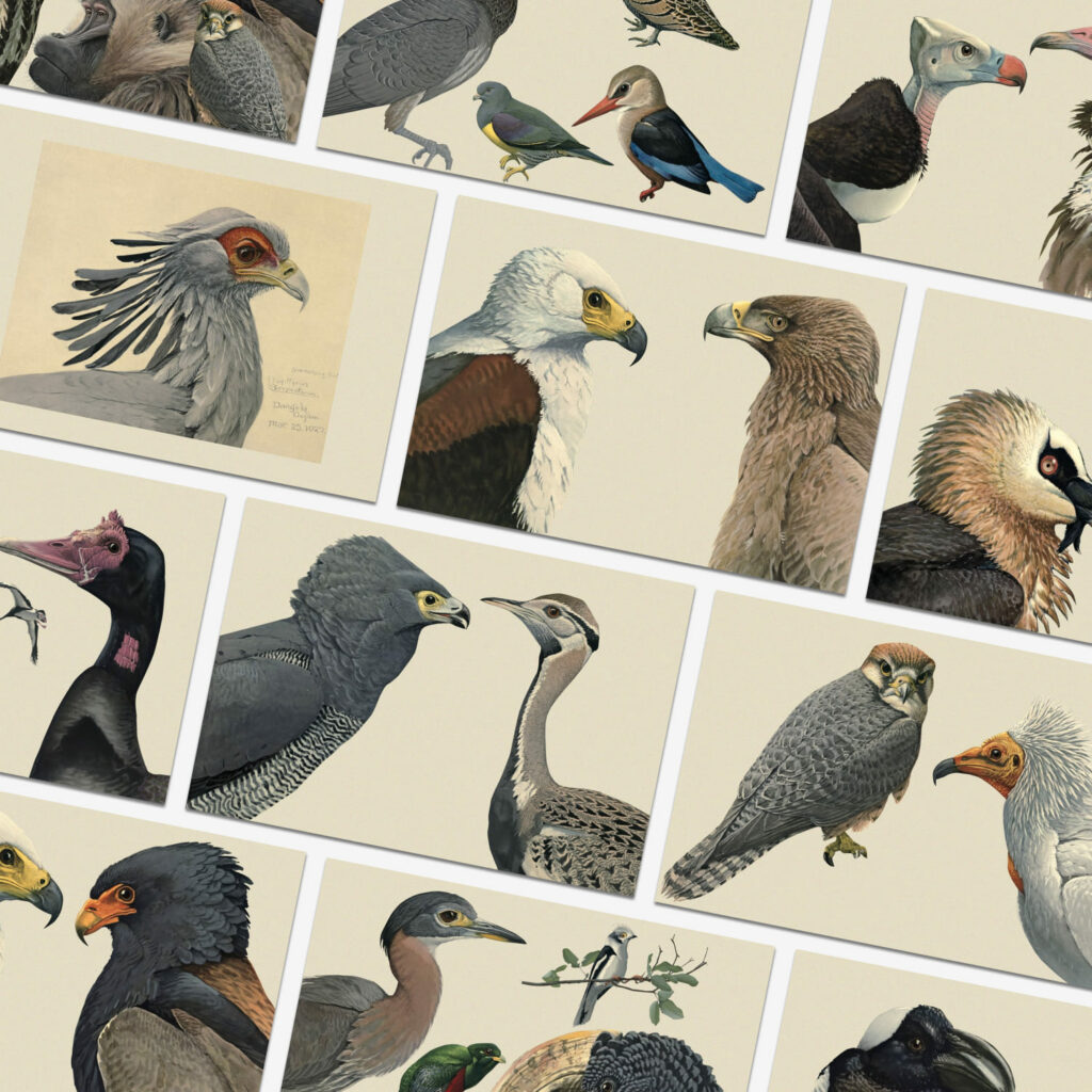 Album of Abyssinian Birds & Mammals – MasterBundles