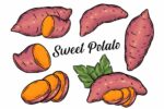 Sweet Potato Vector Set. EPS | Master Bundles