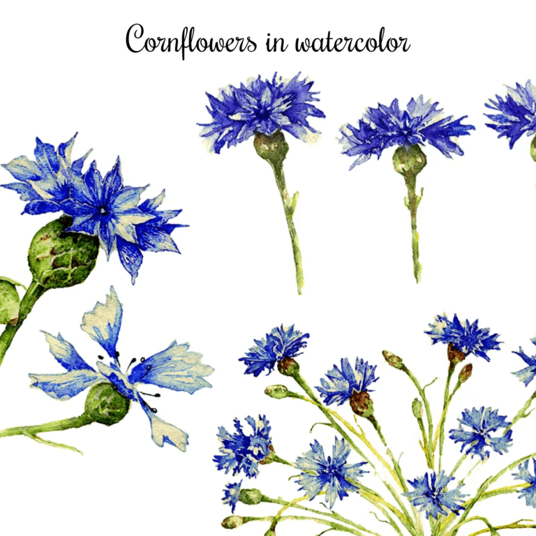 Cornflowers In Watercolor | MasterBundles