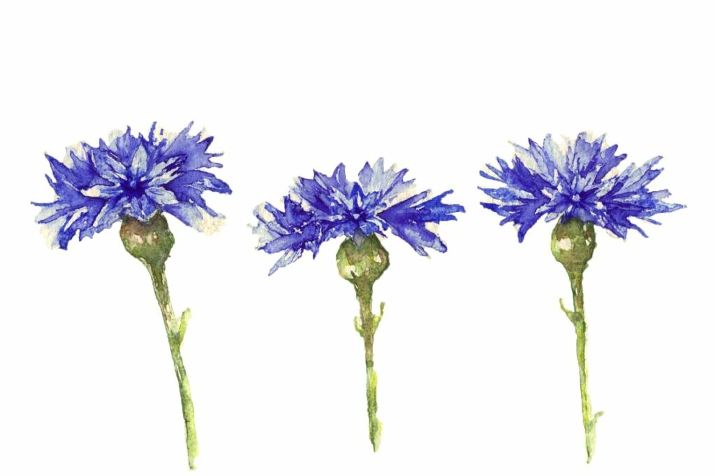 Cornflowers In Watercolor | MasterBundles