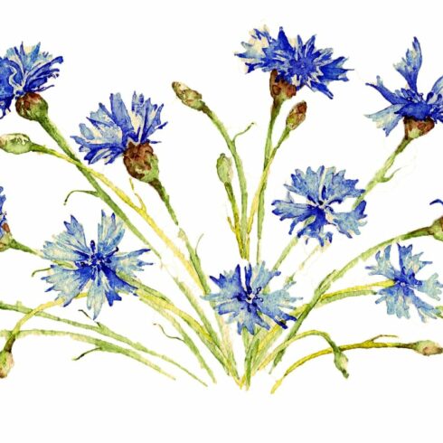 Cornflowers In Watercolor | MasterBundles
