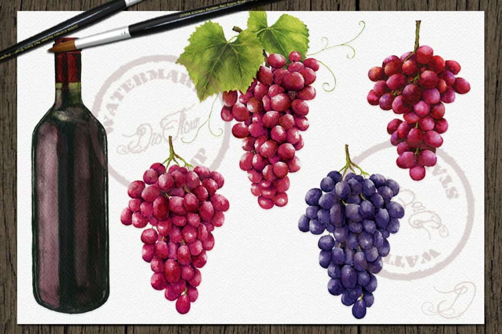 Grapes And Wine Illustration – MasterBundles