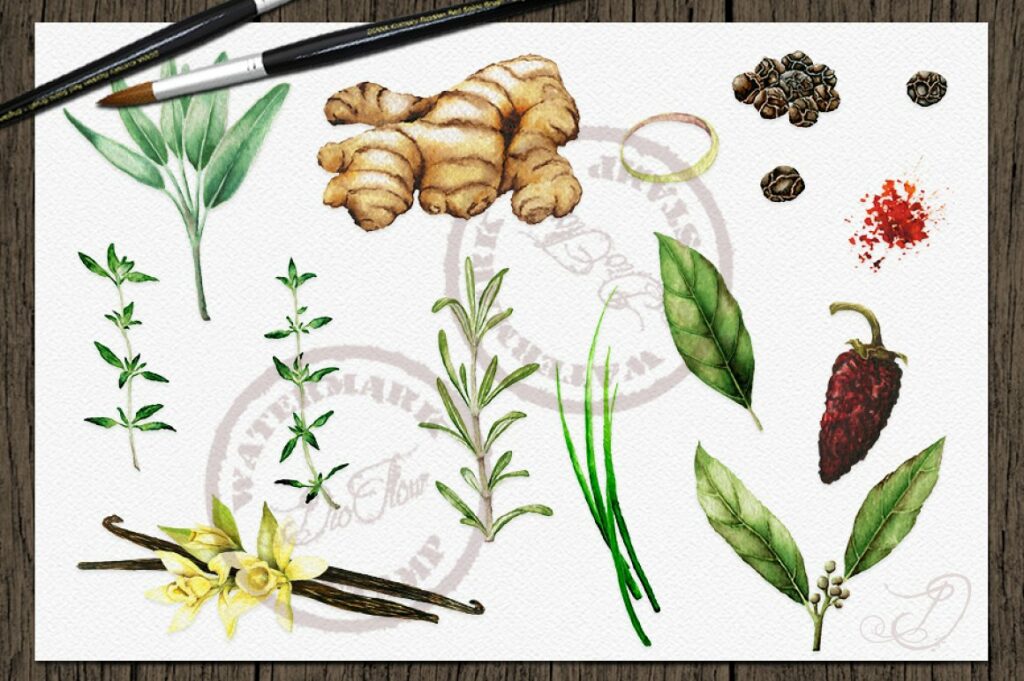 Herbs Spices Watercolor Illustration – MasterBundles