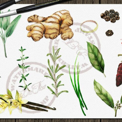 Herbs Spices Watercolor Illustration | Master Bundles