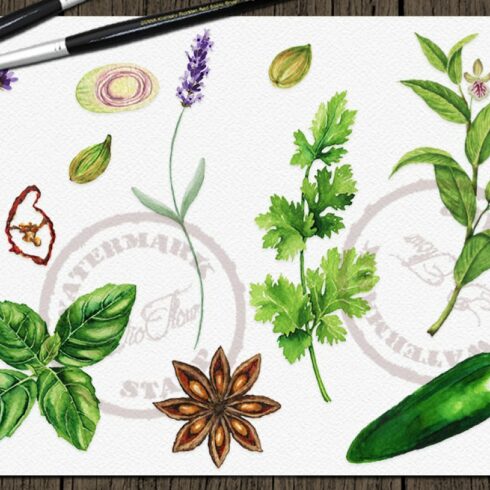 Herbs Spices Watercolor Illustration | Master Bundles