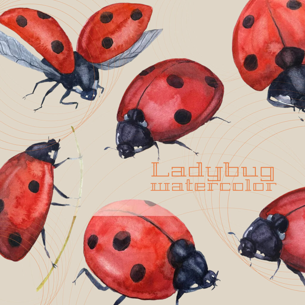 Watercolor Ladybug Clipart Bundle | Cute Insect PNG – MasterBundles