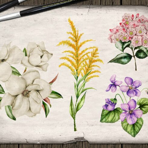 US State Flowers Part 4 Illustration | Master Bundles