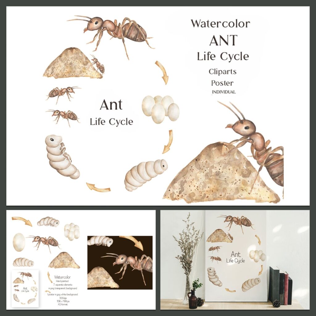 Watercolor Ant Life Cycle Clipart – MasterBundles