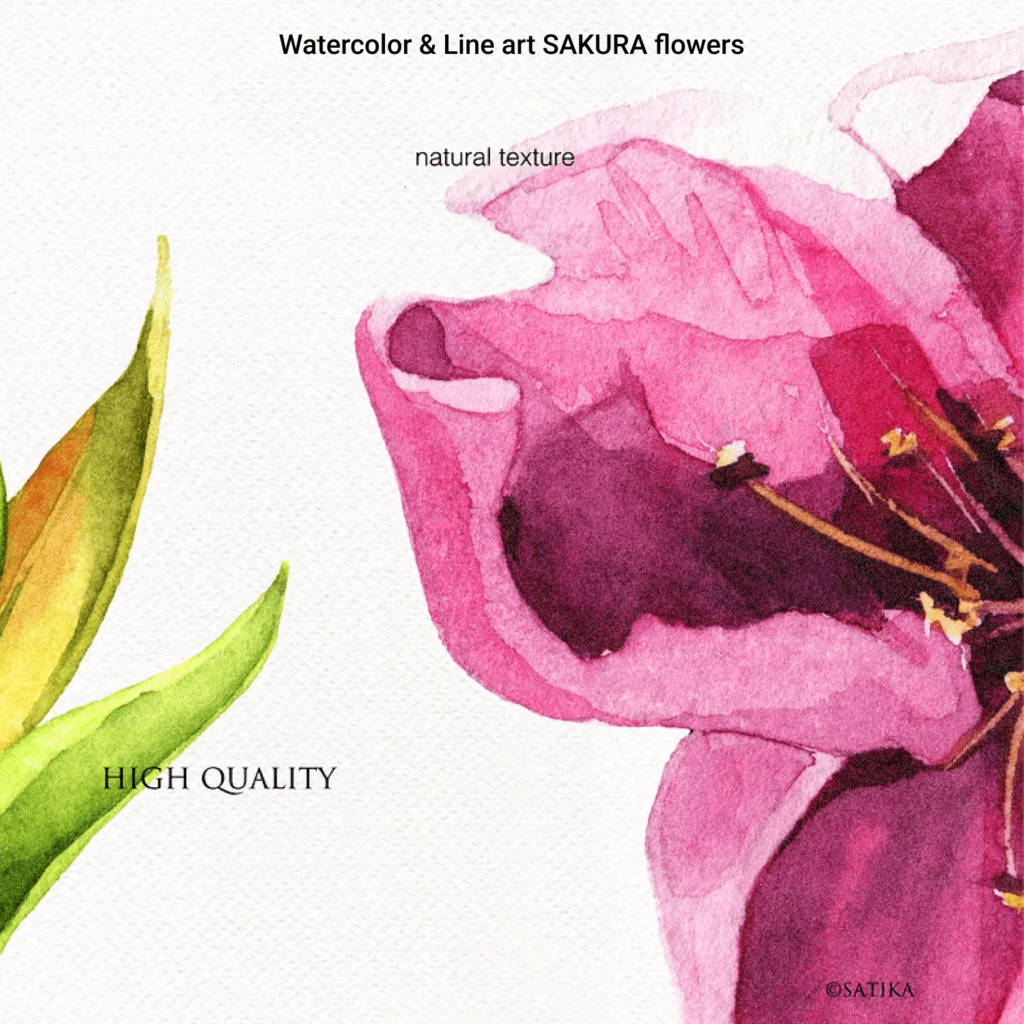 Watercolor & Line Art Sakura Flowers – MasterBundles