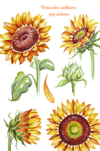 Watercolor Sunflowers PNG + Patterns - MasterBundles