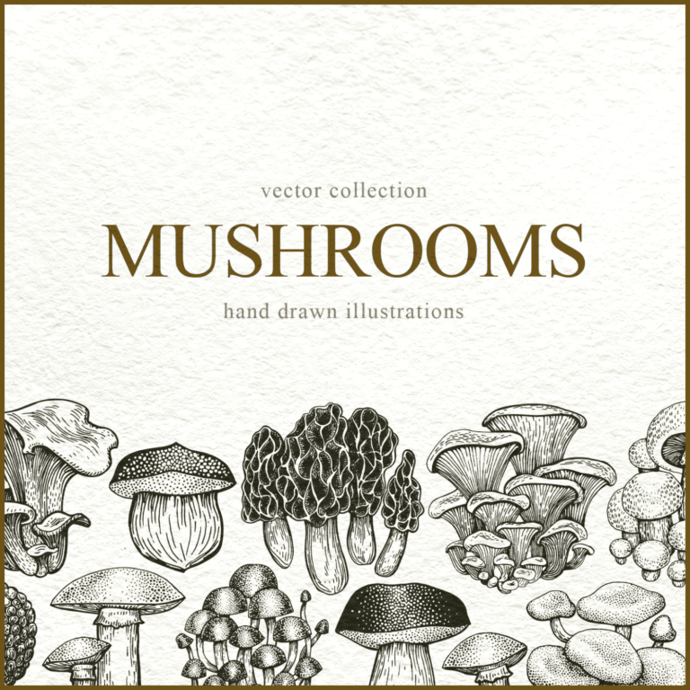 Mushrooms Vector Collection | Master Bundles