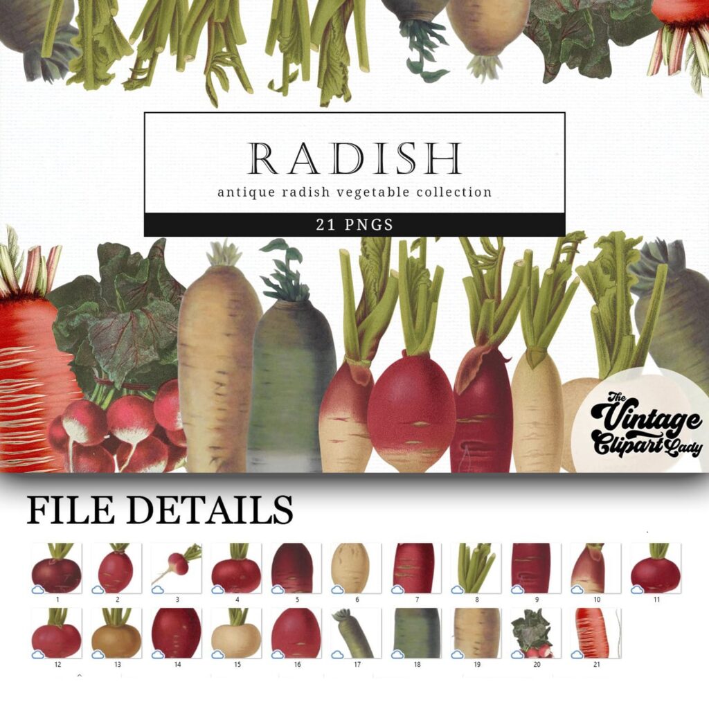 Radish Vintage Vegetable Botanical Clip Art – MasterBundles