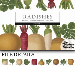 Radish Vintage Vegetable Botanical Clip Art – MasterBundles