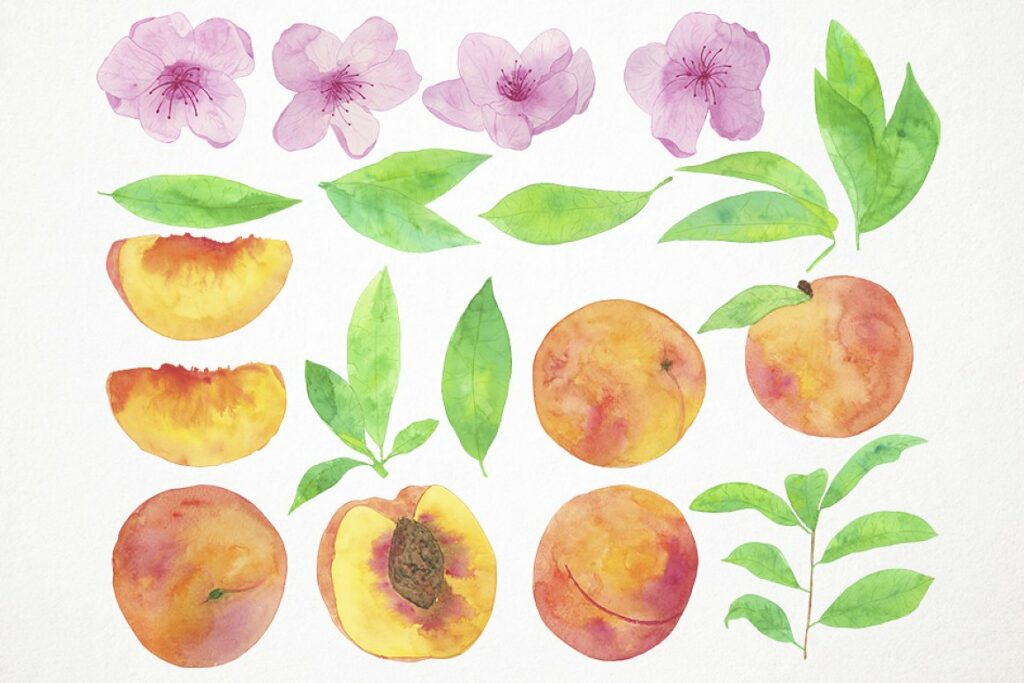 Watercolor Peaches Clipart – MasterBundles
