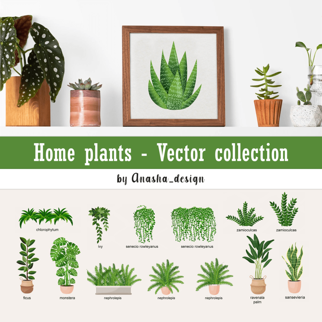 Home Plants. Vector Collection – MasterBundles