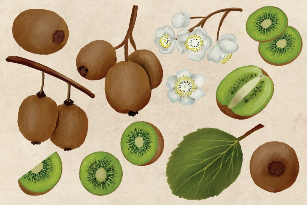 Kiwi Fruit Watercolor Clip Art Set PNG – MasterBundles