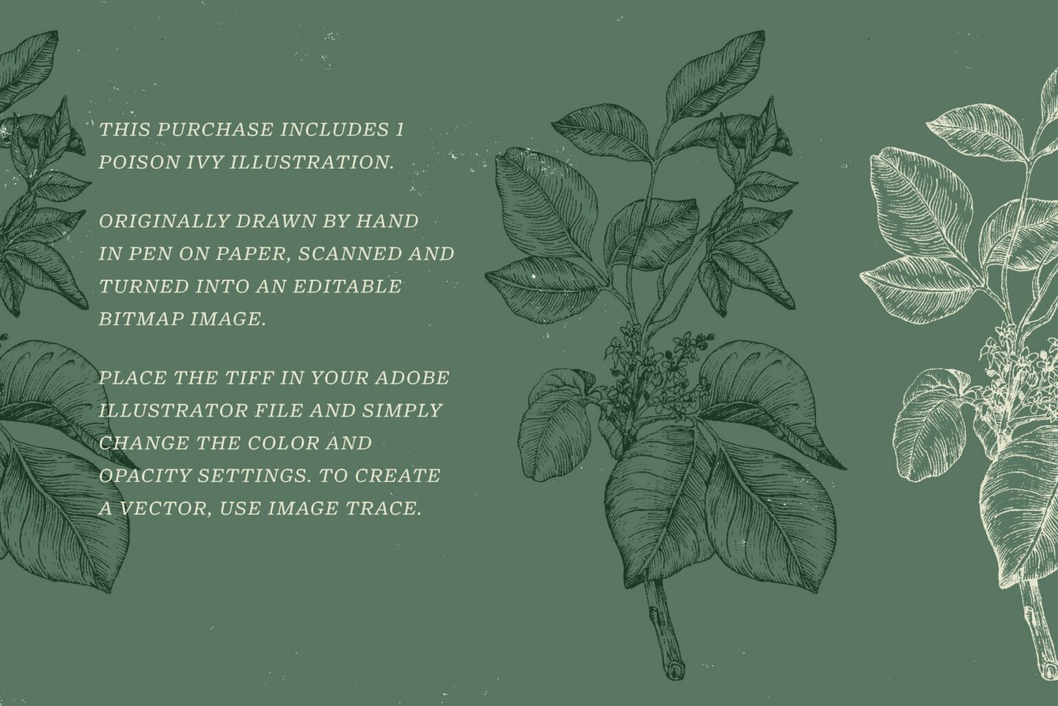 Poison Ivy Botanical Line Art – MasterBundles