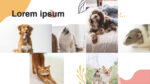 Cute Pets Powerpoint Template – MasterBundles