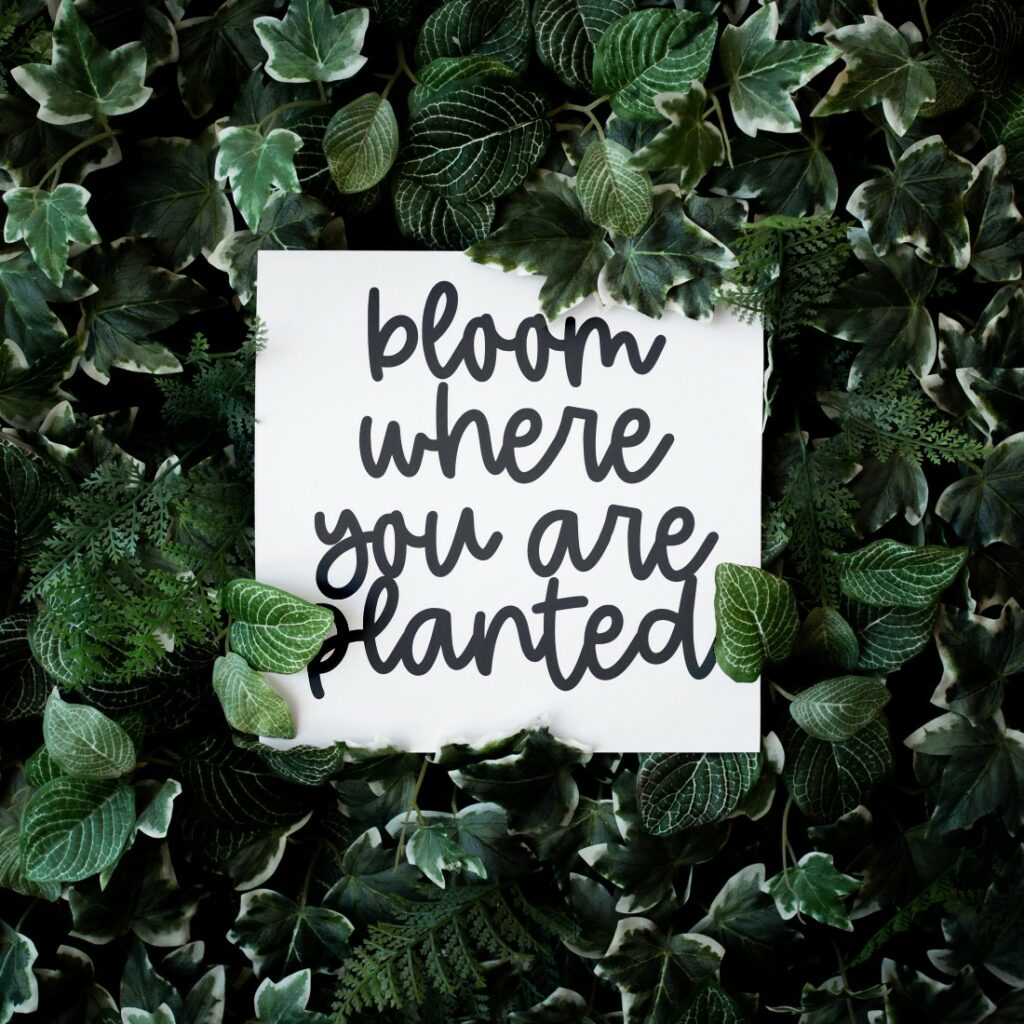 Dholphinland a Modern, Monoline, Single Line, Cursive, Font, Script ...